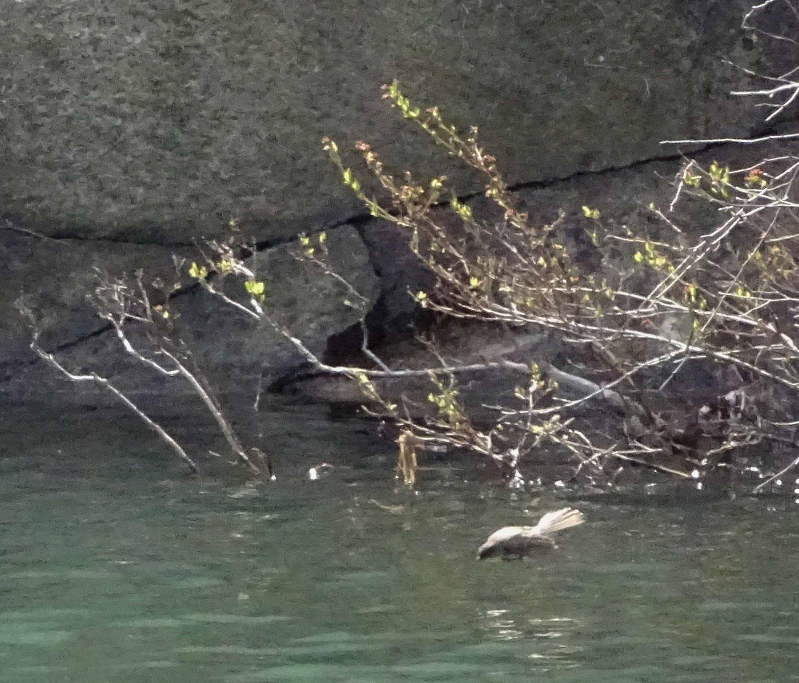 Notes from Halibut Point: Birds of the Quarry, 1 - The Phoebe