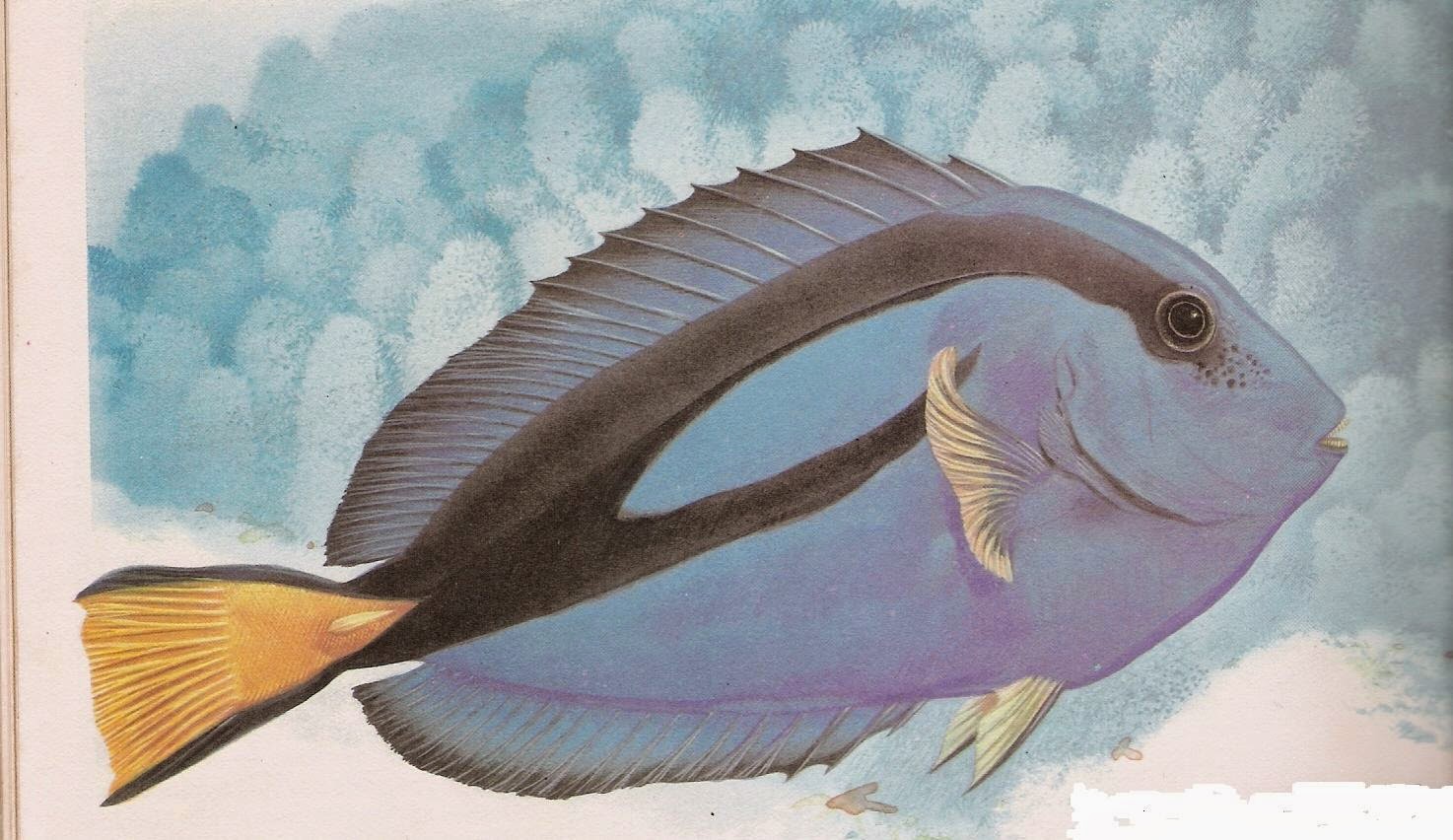 Zoológico Virtual do Koba: Peixe Cirurgião Patela