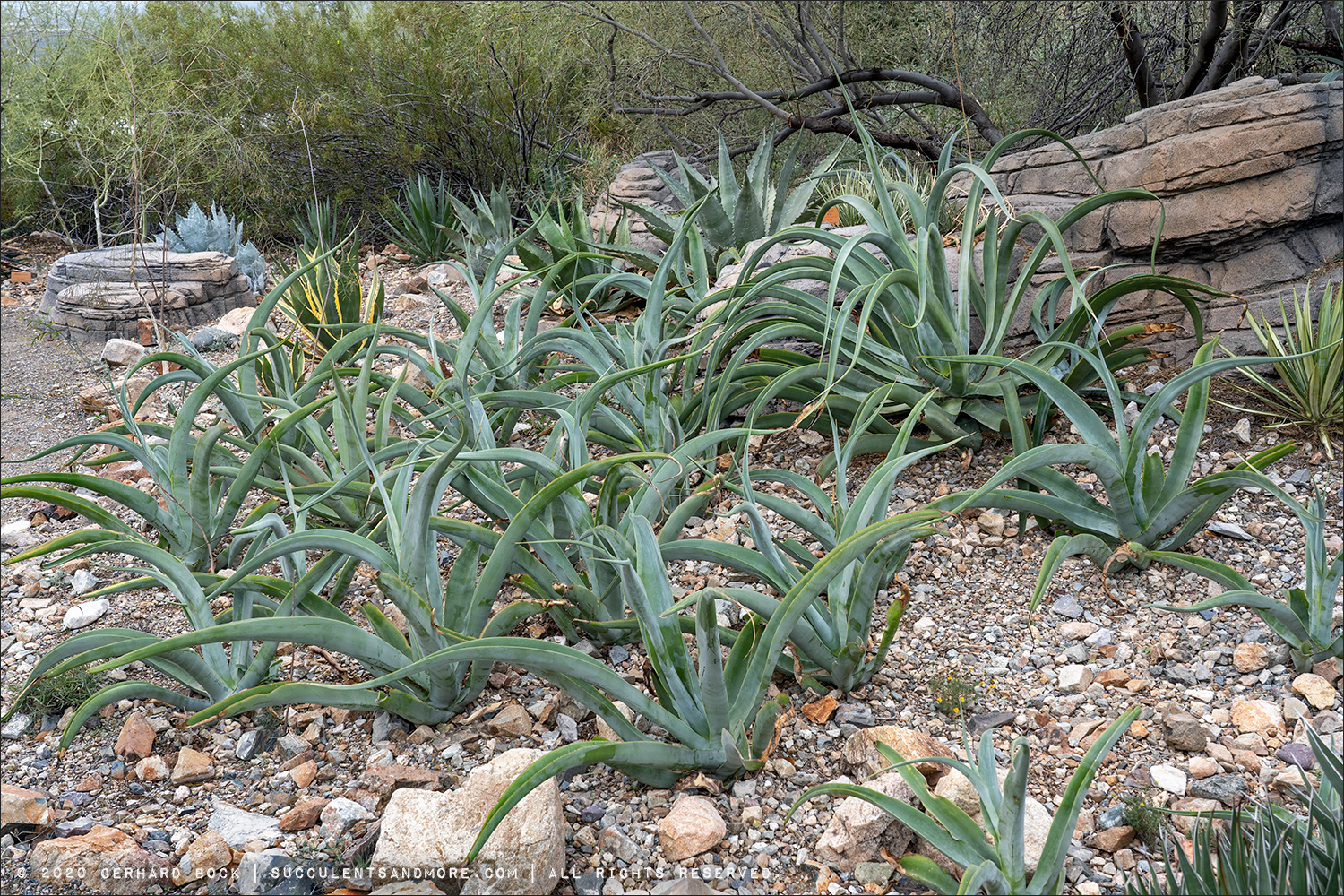 Agave Garden at the Arizona-Sonora Desert Museum