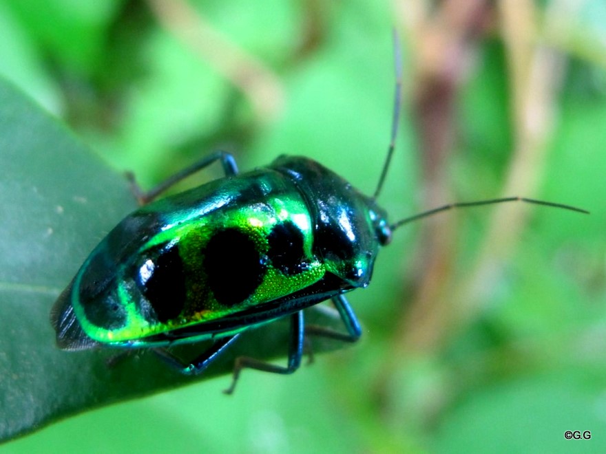 Nature Wonders Gershonized: Papua New Guinea collection of insects 9_2011