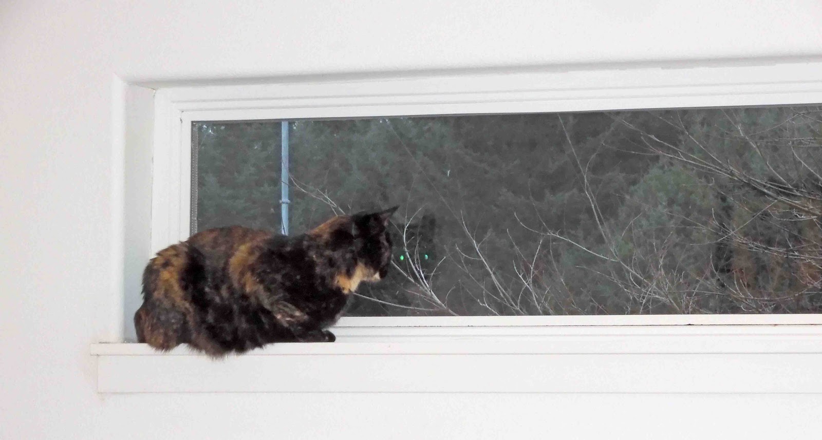 Cat Patches: The Watcher