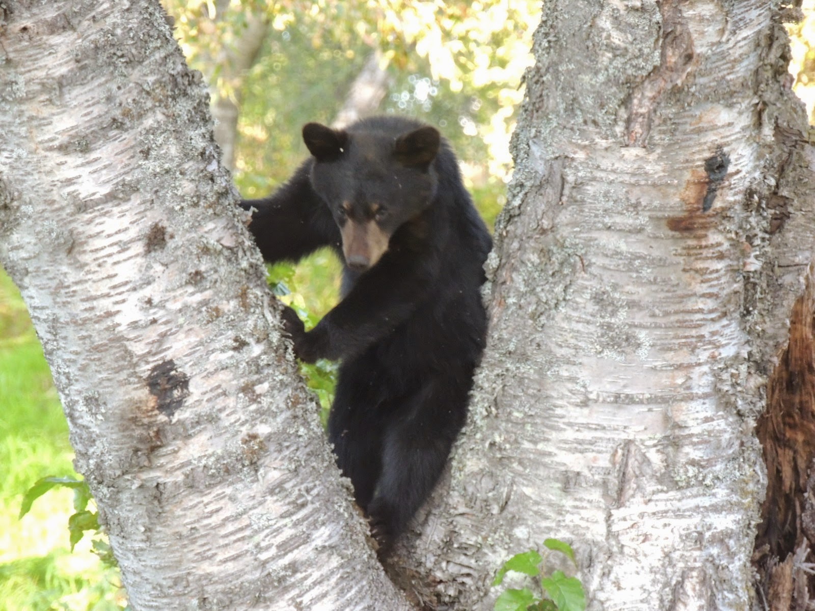 Alaska Bush Life, Off-Road, Off-Grid: A Bear Family Moves Into the Yard ...
