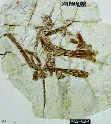 Sciency Thoughts: A fossil Pterosaur from the Early Cretaceous Jehol ...