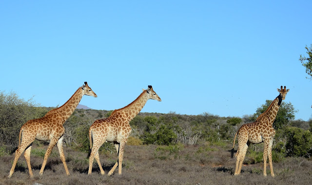 Far and Wild Safaris Blog: Samara Private Game Reserve - The Manor ...