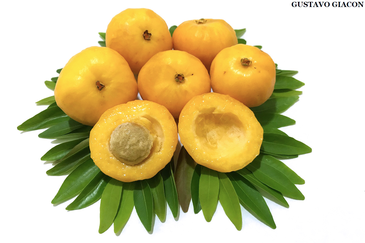 Viveiro Ciprest - Plantas Nativas e Exóticas: Uvaia ou Orvalha ...