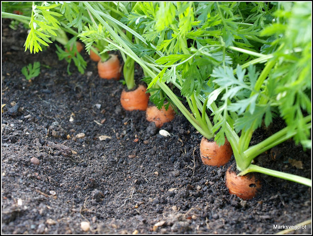 Mark's Veg Plot: Furtling