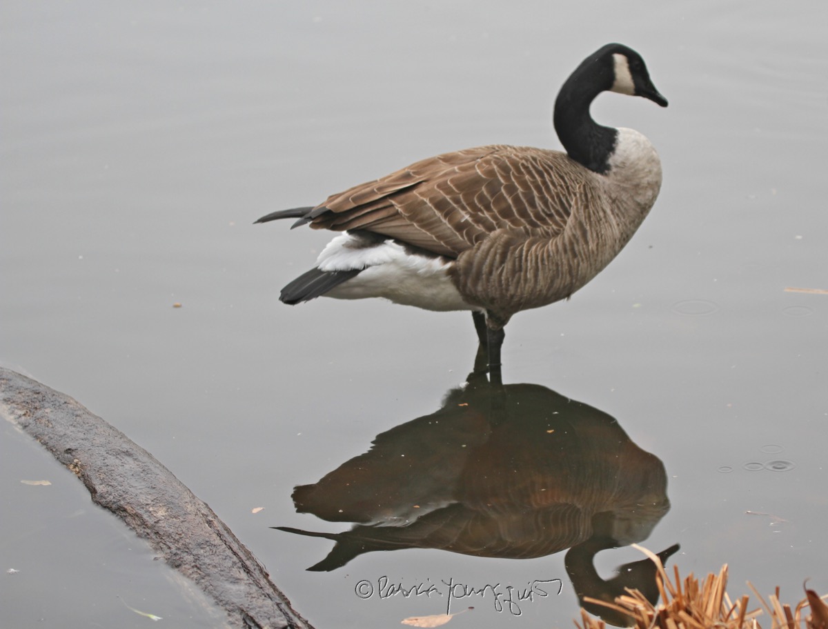 The Last Leaf Gardener: Prominent Member of the Canadian Geese ...