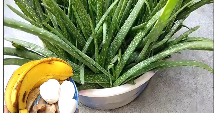 Grow Aloe Vera Faster Ysing Egg Shell , Potato Peel & Banana Peel ...