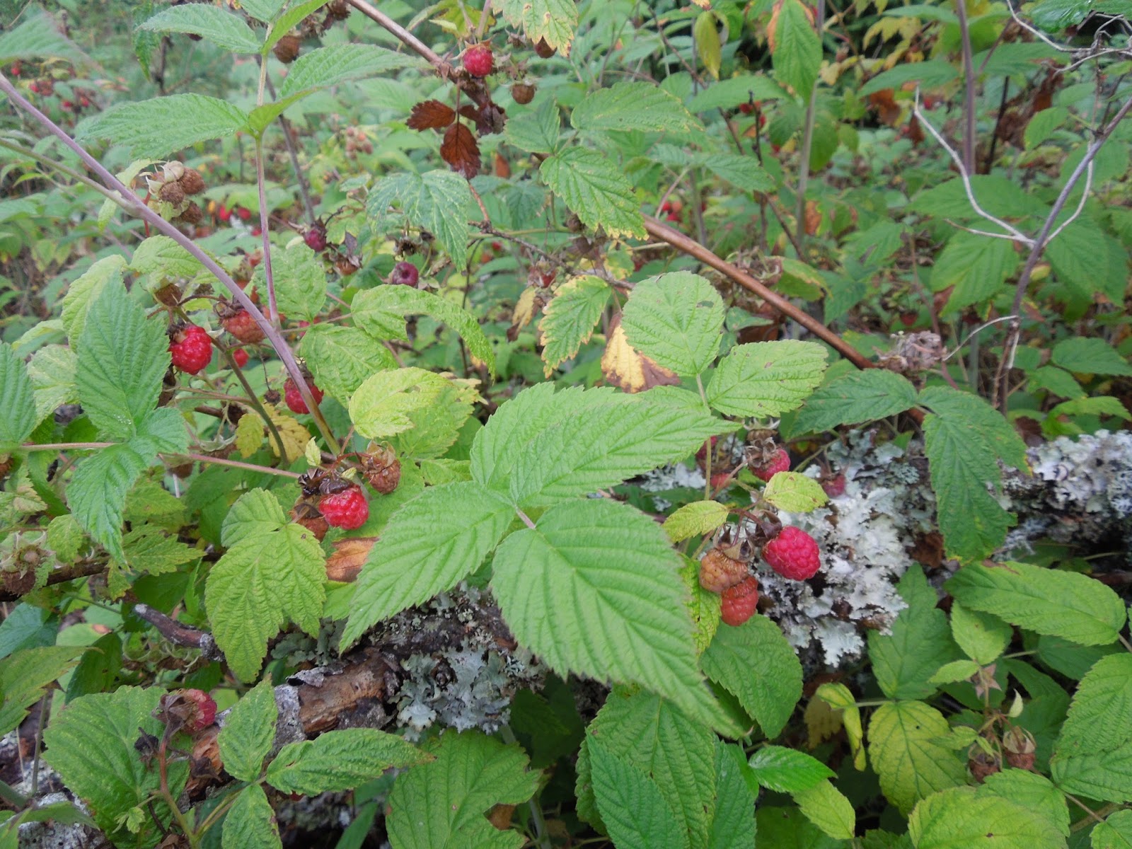 Ingas tankställe: Tisdag i Limmared