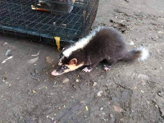 Jenis jenis musang, kerabat musang dan harganya - Karolus Ivan Purwoko