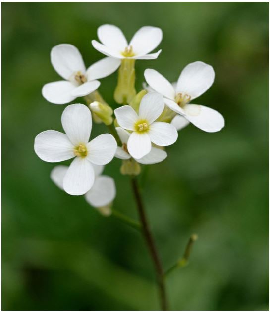 Knowledge Class: Arabidopsis: A Model Plant