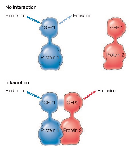 FOLLOWING PROTEIN MOVEMENTS AND INTERACTIONS - pediagenosis