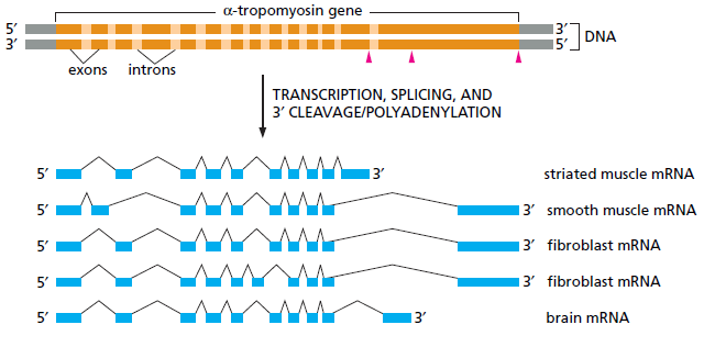 Education Site: Modifikasi Capping dan Splicing pada pre-mRNA ...
