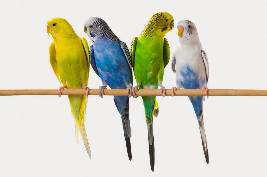 Budgies,Budgerigar,Badrika Pet Bird in Kolkata: 10 reasons to choose ...