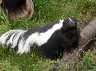 Imágenes del mundo animal: Mofeta