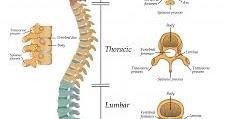 Online Teacher Training: The Spine:Law of Side Bending and Rotation