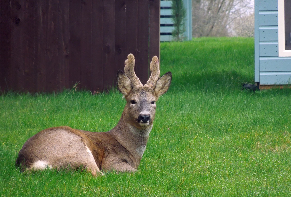 Inky Dinky Doodle: WOYWW #616: Whimsy houses and crackle texture