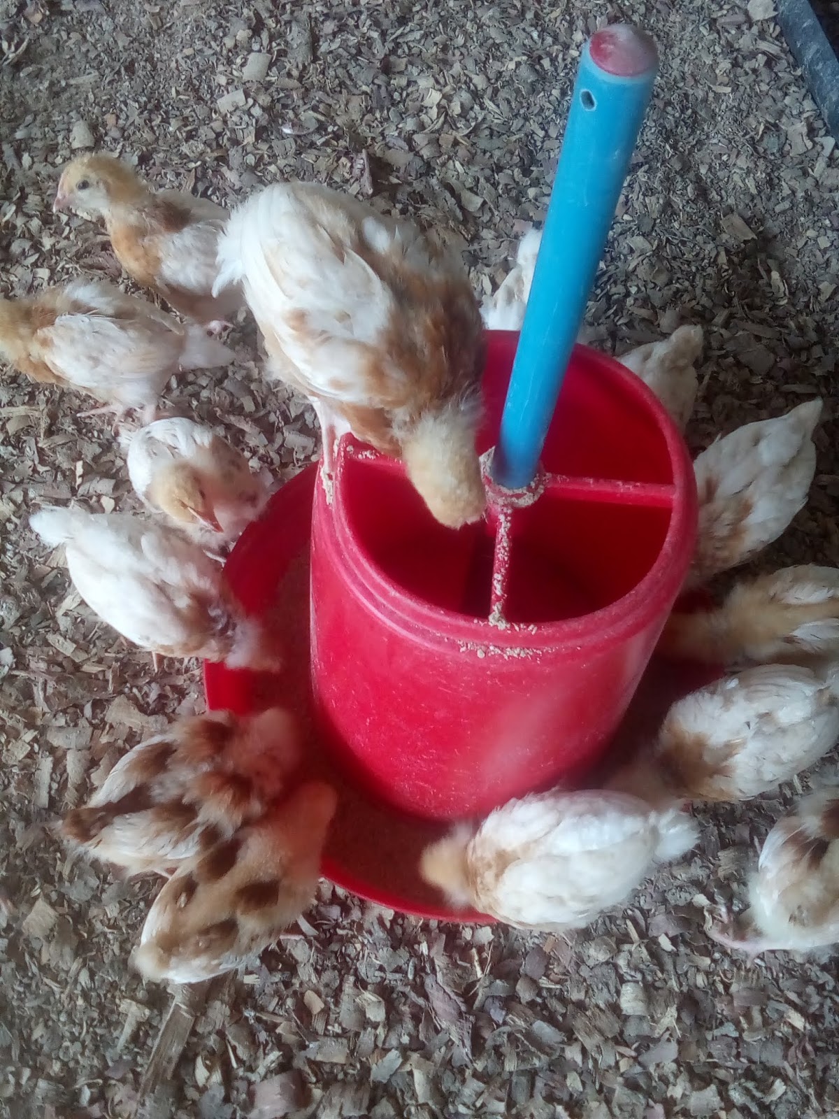 Alipinfo The A Z Of Making Your Own Quality Chicken Feed At Home To alipinfo-the-a-z-of-making-your-own-quality-chicken-feed-at-home-to