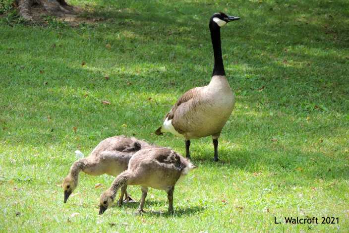 The View from Squirrel Ridge: A Little Hummingbird and Some Growing Geese