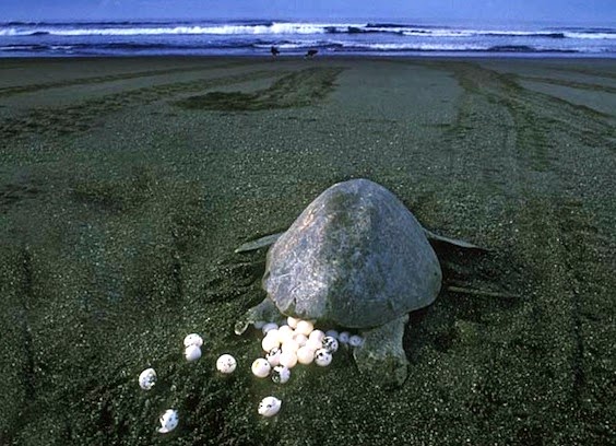 The Flying Tortoise: The Flying Tortoise's Cousins, The Ridley Sea ...