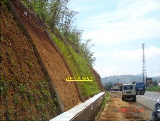 tukang rumput vetiver|rumput vetiver|rumput akar wangi|rumput penahan ...