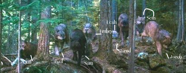 Twilight Werewolves In Wolf Form