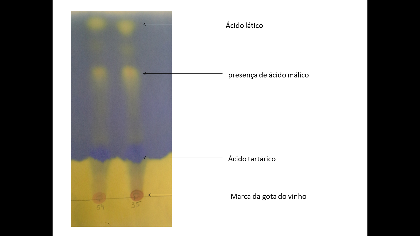 Enovinho: FERMENTAÇÃO MALOLÁTICA (FML) Enovinho: FERMENTAÇÃO MALOLÁTICA (FML)