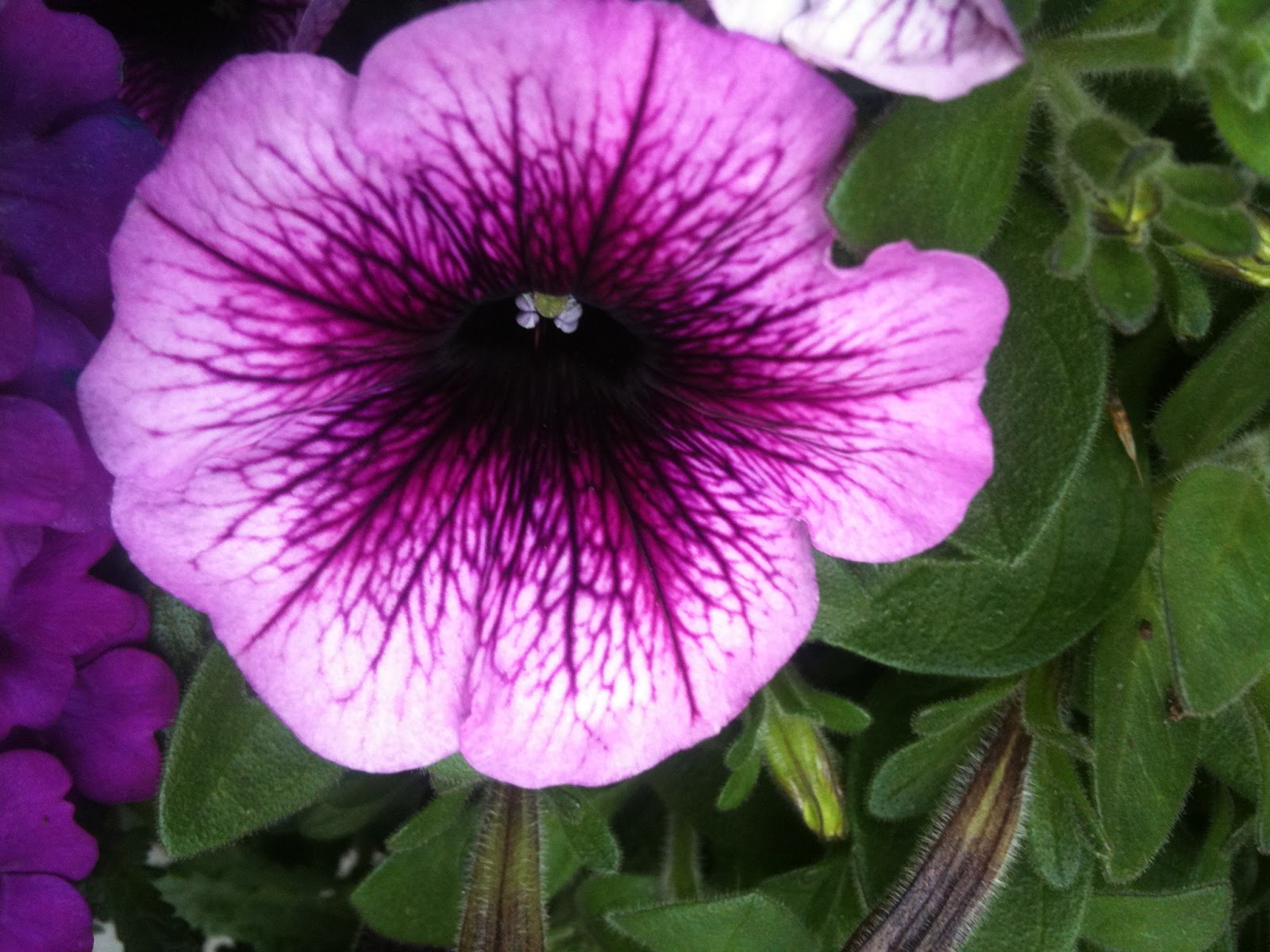 The Helpful Art Teacher: A garden of flowers, blending colors using oil ...