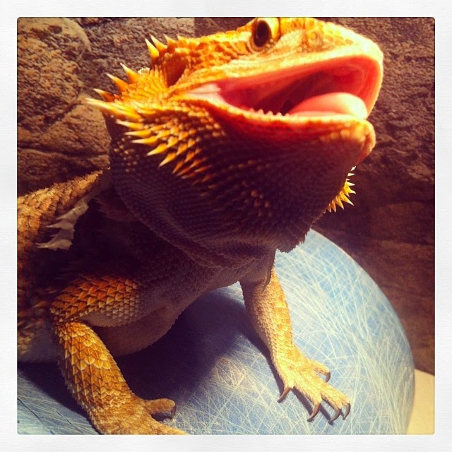 Exotic Pet Keepers: Just Random Pictures of the Pets At Home