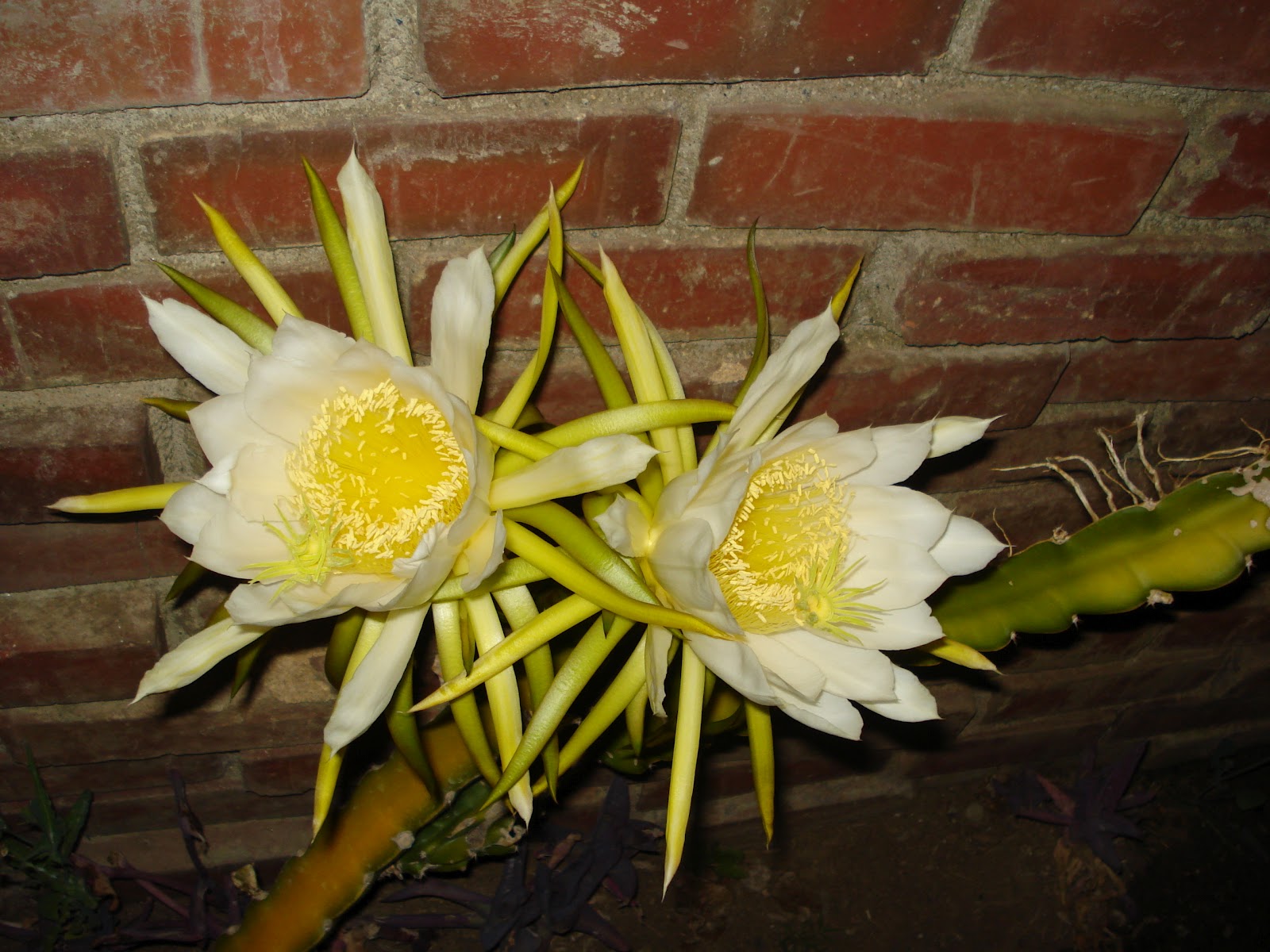 3AM eggs: citrus and cactus blossoms.