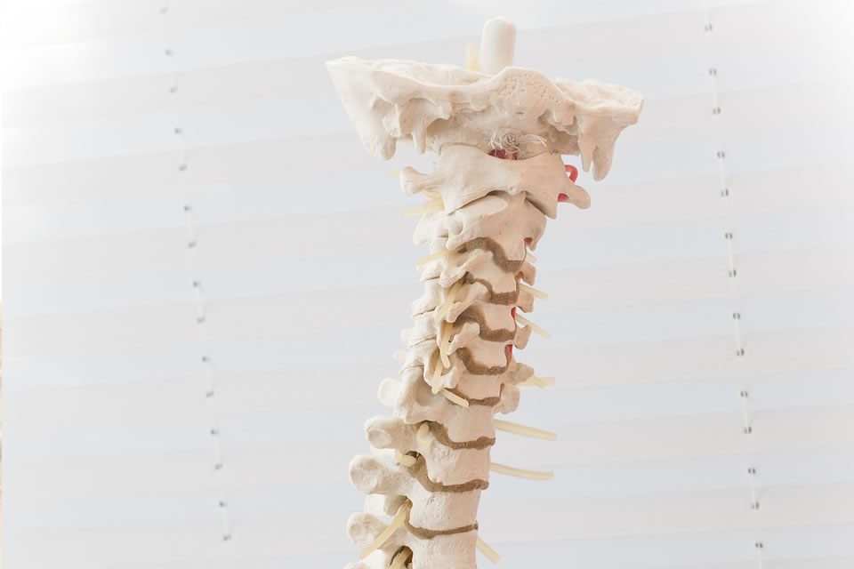Blog | Understanding the Spine