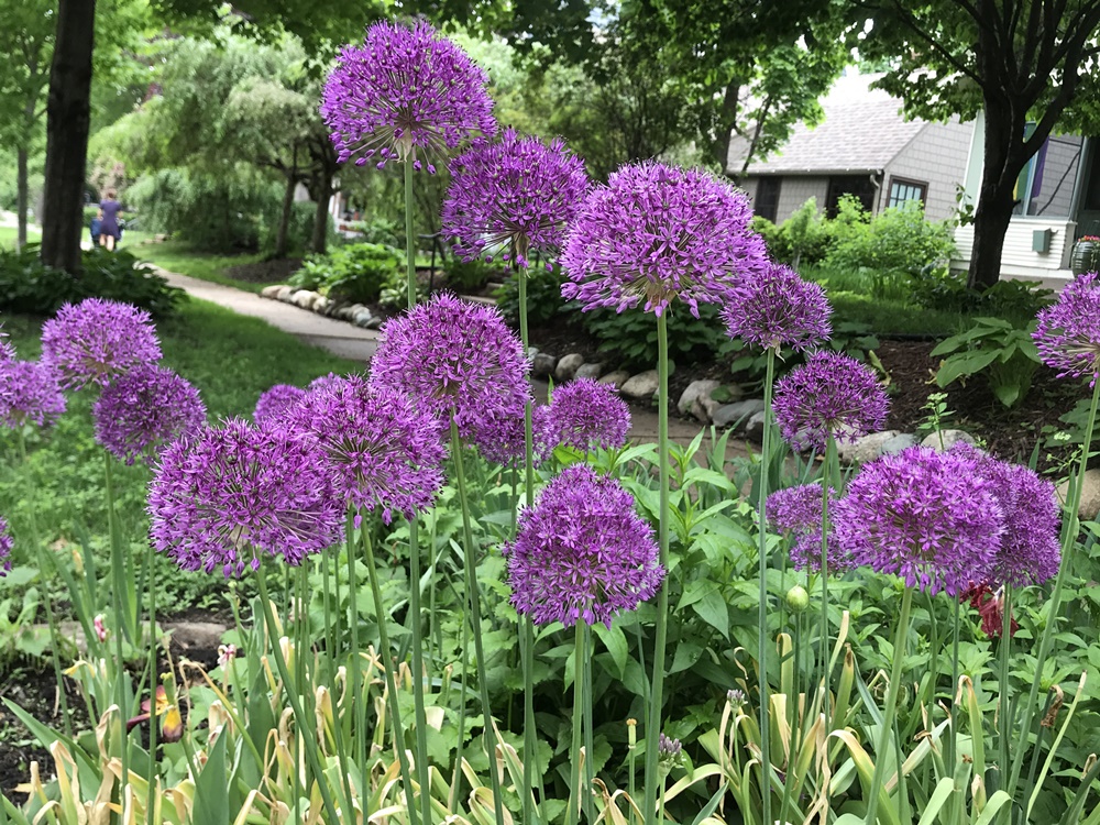 Chuck Does Art: Identifying bulbs growing in early spring by shoots