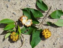 AGROCIENCIA PANAMENSIS: GENEROS DE ANONACEAS DE AMERICA TROPICAL