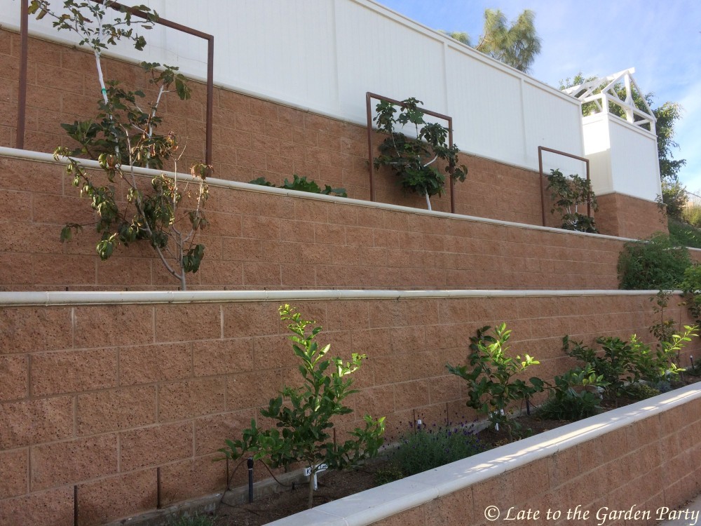 Late to the Garden Party: Terracing a steep slope