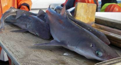 Mengenal Jenis-Jenis Ikan Cucut