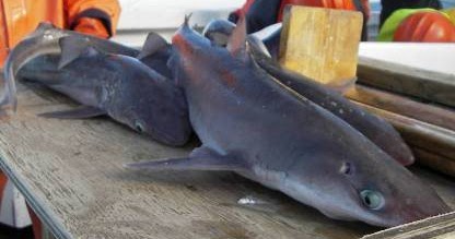 Mengenal Jenis-Jenis Ikan Cucut