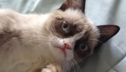 The Presurfer: Top 10 Internet Cats Hall Of Fame