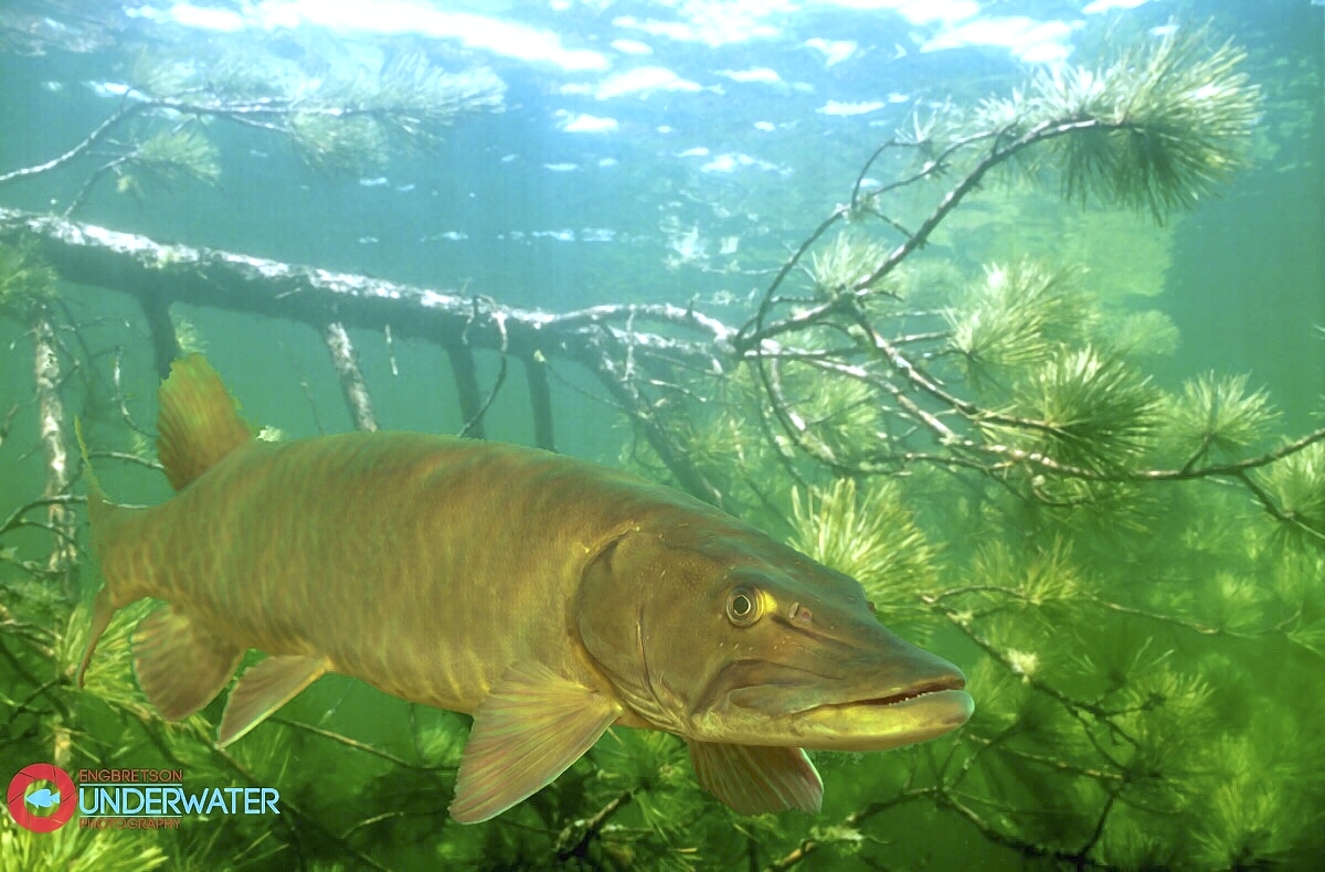 Underwater Pictures Of Freshwater Fish