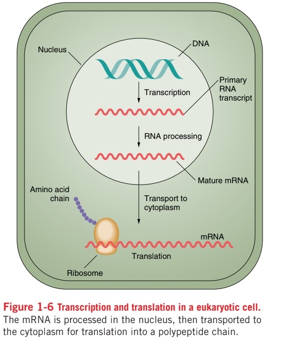 Transcription, Translation And Gene Regulation - Your Learning Point