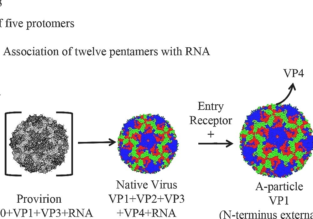 Enterovirus - Human Enterovirus