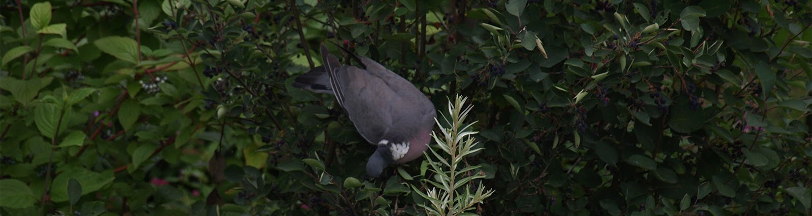 Vilt og vakkert: NF Winged