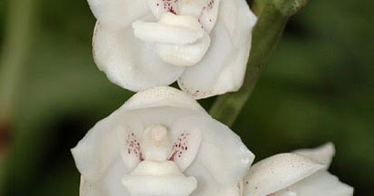 Holy Ghost Orchid