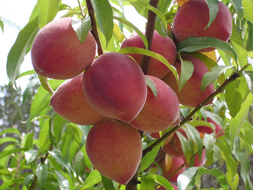 Behind the French Menu: Pêche – A Peach: the Fruit. Peaches in France ...