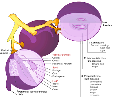 The Wine Divine.....: Grape Structure
