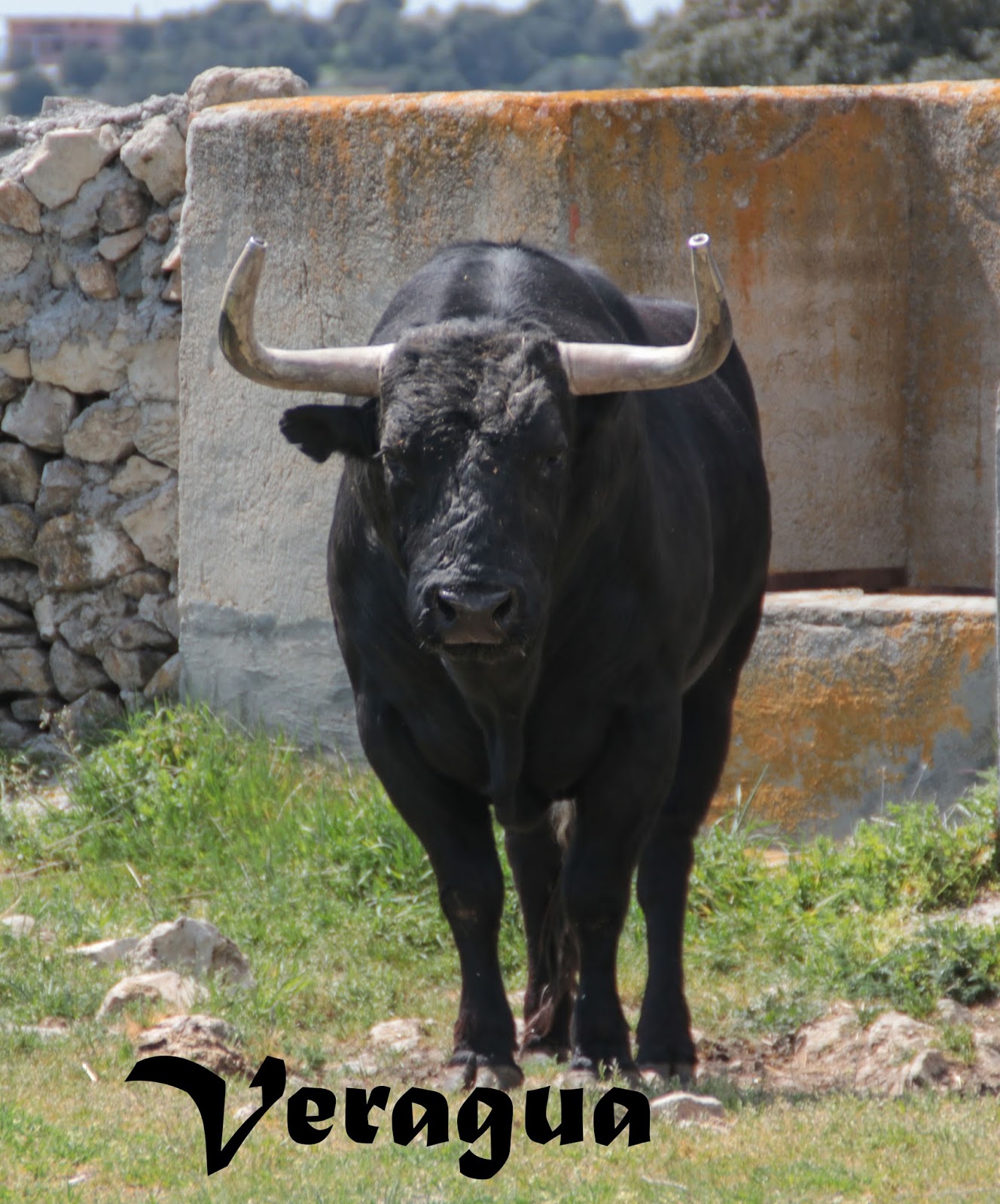 Encastes Bravos: Victoriano del Rio: toros de puerta grande