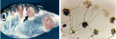 Penyakit Fungal (Jamur) Pada Ikan : Aphanomyces sp - Lalaukan