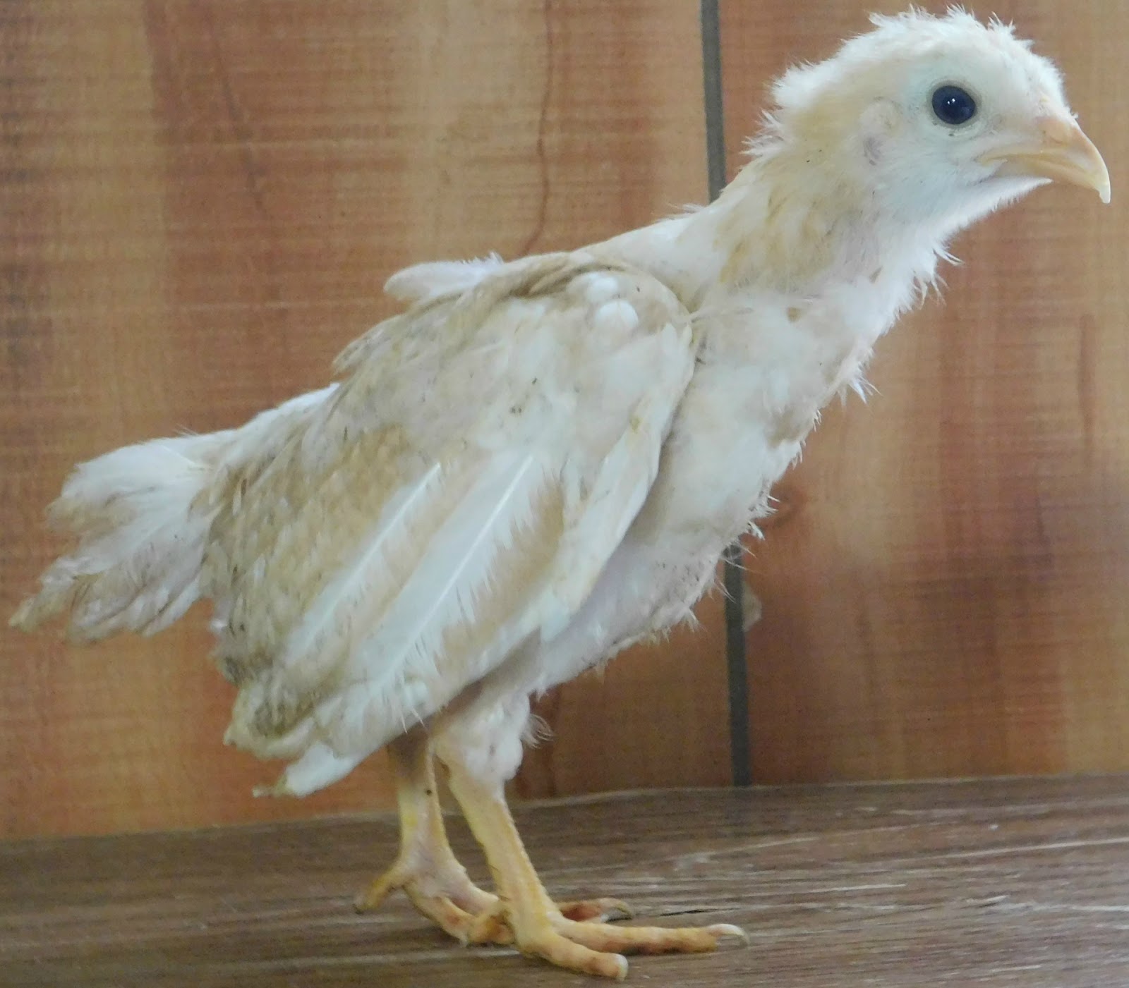 Black Cat Paddock: Bantams @ 5 weeks