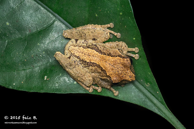 Mirrorless Macro Photography: Herping in the Montane Forests of Cameron ...
