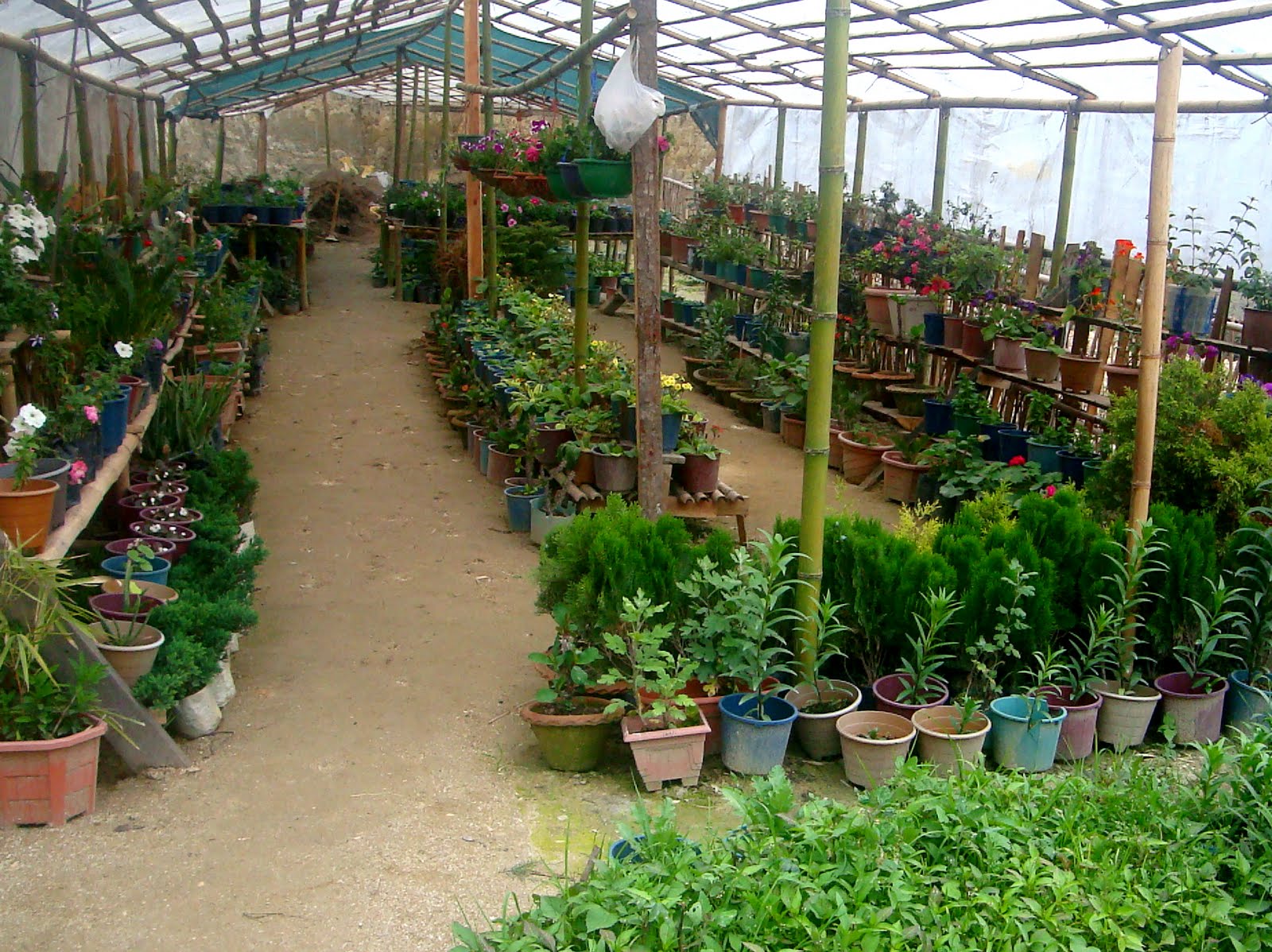 Current Agriculture: Floriculture