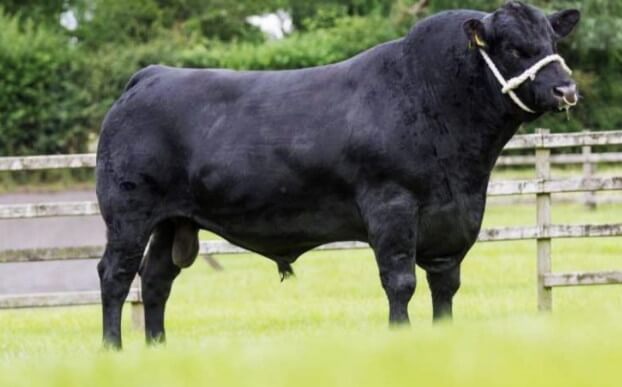 7 Jenis Sapi Ternak Unggulan dan Primadona di Indonesia - Santos Blog